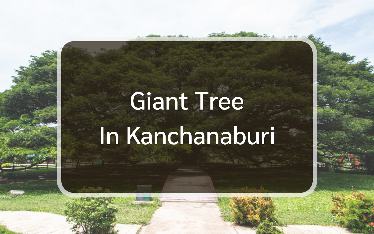 The Giant Chamchuri Tree, Kanchanaburi - A Natural Attraction in ...